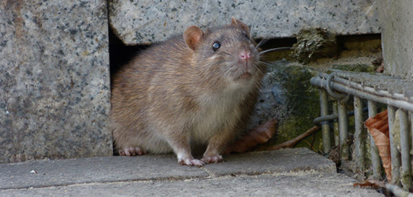 Protecting businesses against rampant rodents | Pest Magazine