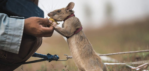 Magawa, the famous mine-clearing rat, dies aged eight | Pest Magazine