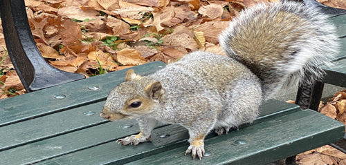 Squirrel charity welcomes new legislation on use of gene editing | Pest Magazine