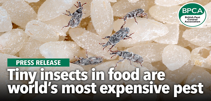Tiny insects in food are world’s most expensive pest | Pest Magazine