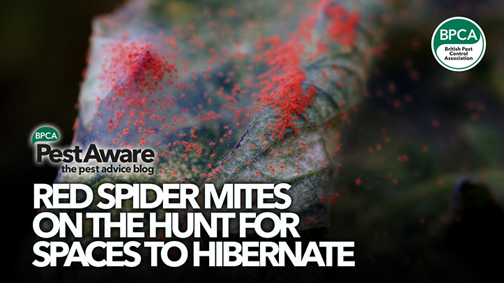 Red Spider Mites on the hunt for spaces to hibernate | Pest Magazine