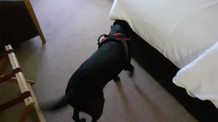 Vergo Pest Management is utilising canine teams for rodent searches ...