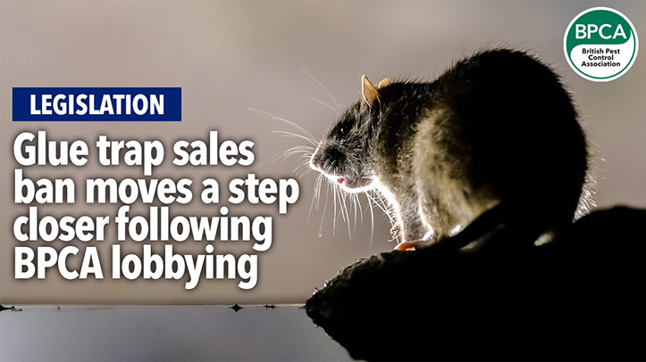 Glue trap sales ban moves a step closer | Pest Magazine